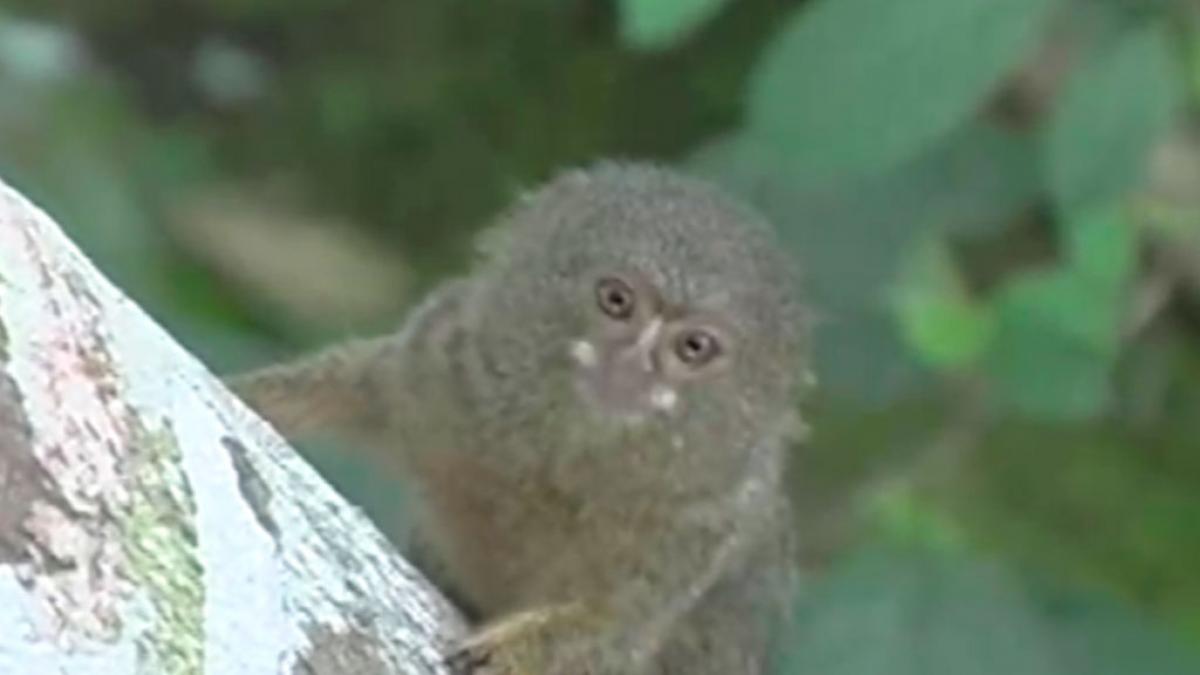 Nueva especie del mono más pequeño del mundo fue encontrada en Ecuador