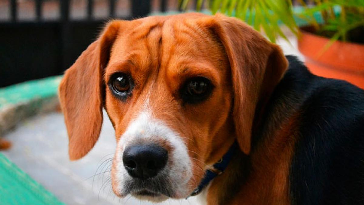 El FBI arresta a hispano que degolló a un perro y subió el video a Snapchat