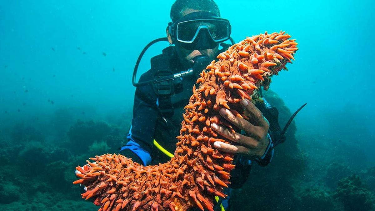 Inicia la temporada de captura de pepinos de mar en Galápagos