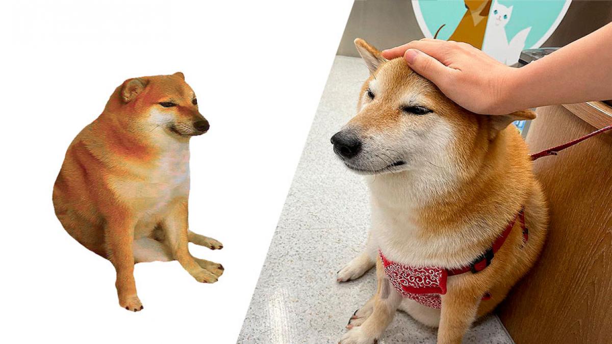 'Cheems Balltze', mejor conocido como el perrito de los memes, está muy ...