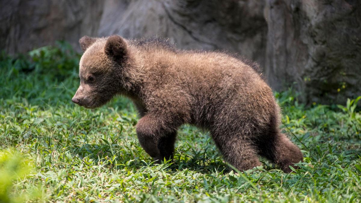 Zoológico de Guatemala presenta a oso pardo nacido en cautiverio