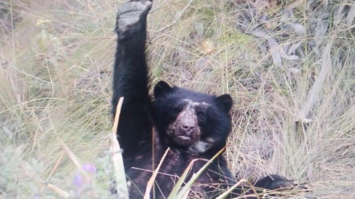 Colocan 100 cámaras trampa en Machu Picchu para conservación del oso andino
