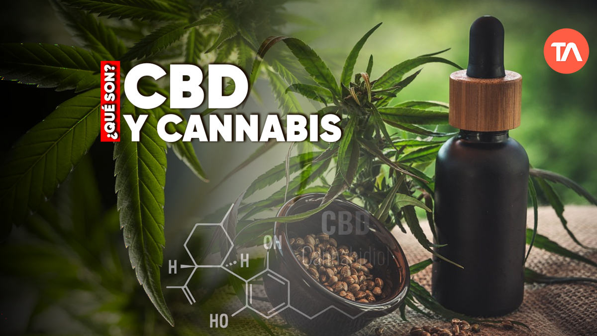 ¿Qué es el CBD y por qué no es lo mismo que el cannabis?