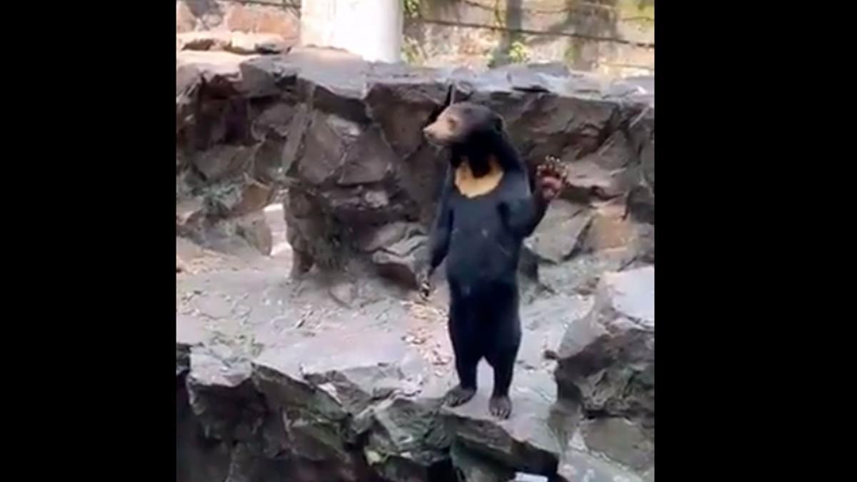 ‘Humano disfrazado de oso’, polémica en zoológico chino