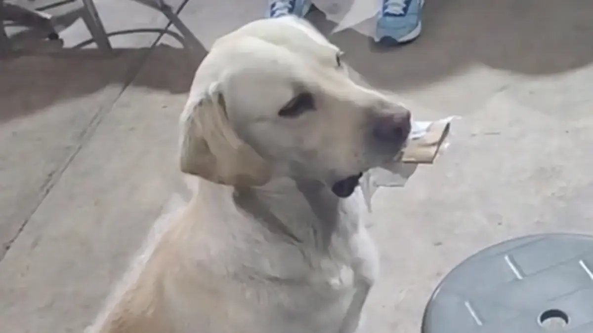 Oso, el perrito viral: ternura y astucia en redes sociales