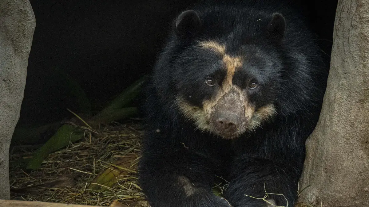 Tupak, , el oso andino de Ecuador que espera mudarse a un nuevo hogar