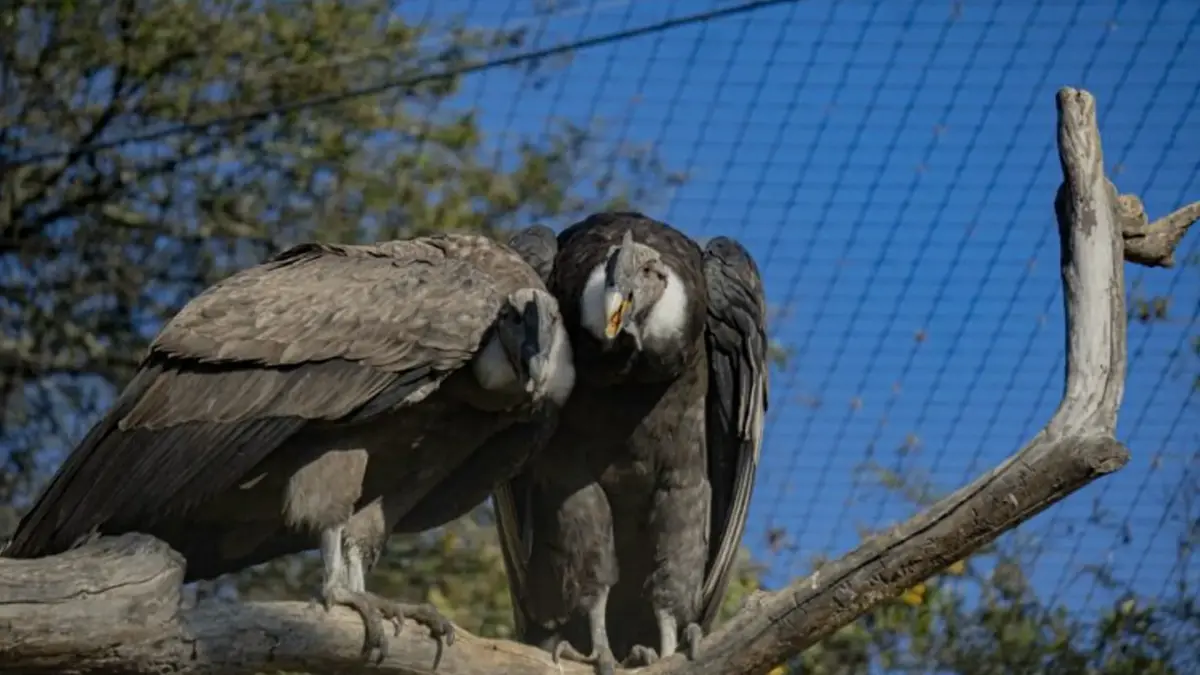 Organizan festival de música para promover la conservación del cóndor ...