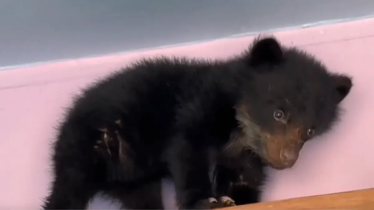 Rescatan a cachorro de oso en un inmueble abandonado en Napo