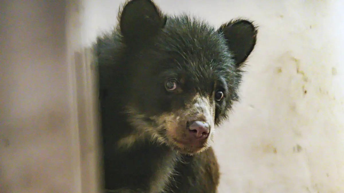 Arranca colecta para hábitat de oso de anteojos que fue encadenado en ...