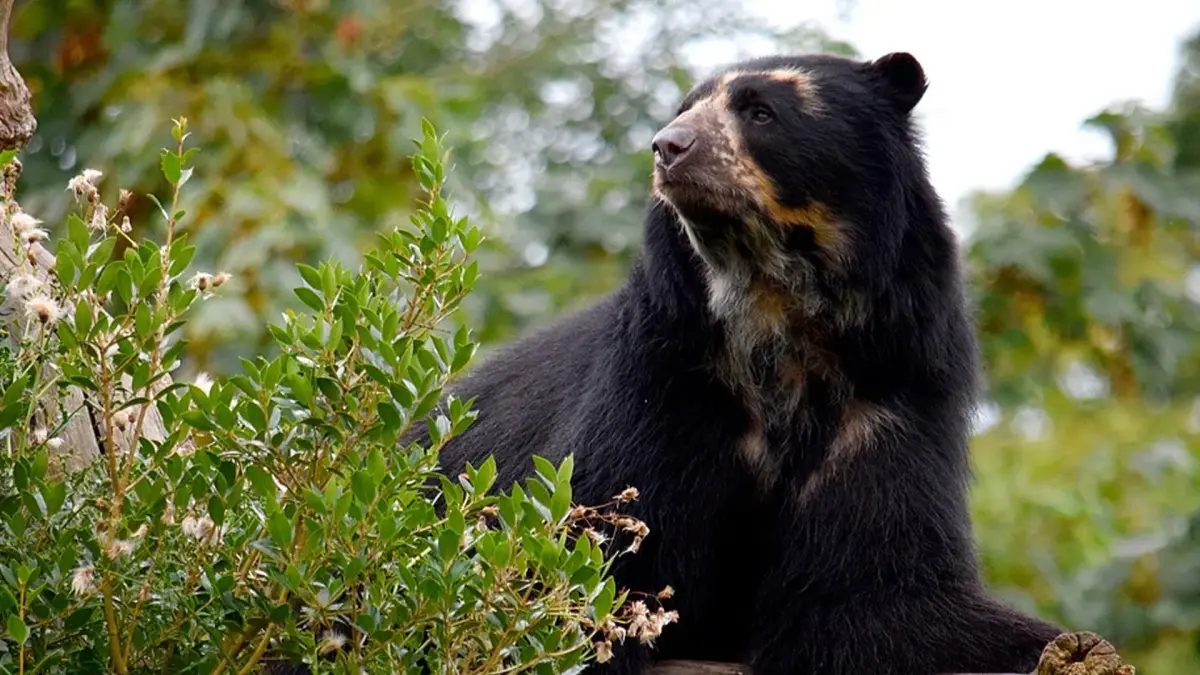 Ambiente denuncia cacería ilegal de un oso de anteojos en Morona Santiago