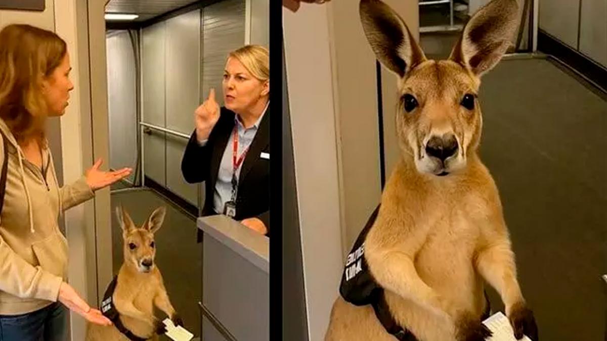 Difunden video de un canguro con un pase de abordar en avión