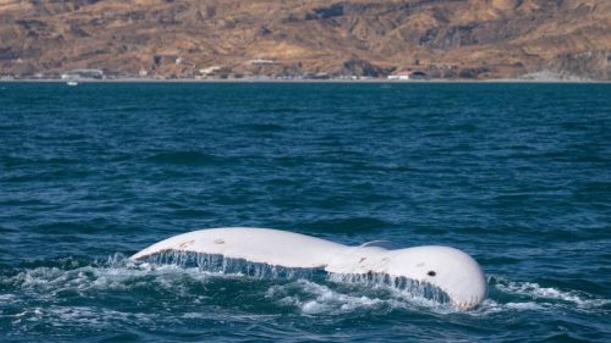 Turistas asombrados por avistamiento de ballena blanca en la costa de ...