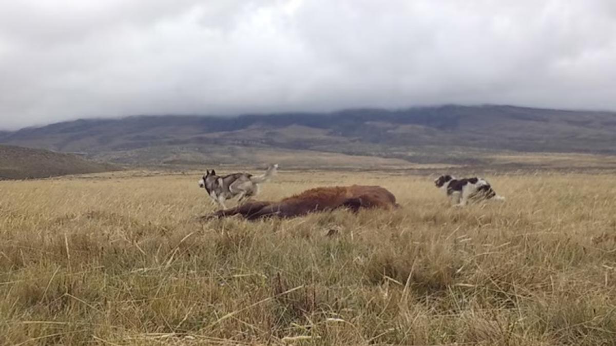 Fundación Cóndor Andino alerta de ataque de perros domésticos contra la ...