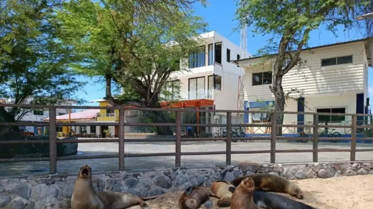 Video muestra a lobos marinos que detuvieron el tránsito en la isla ...