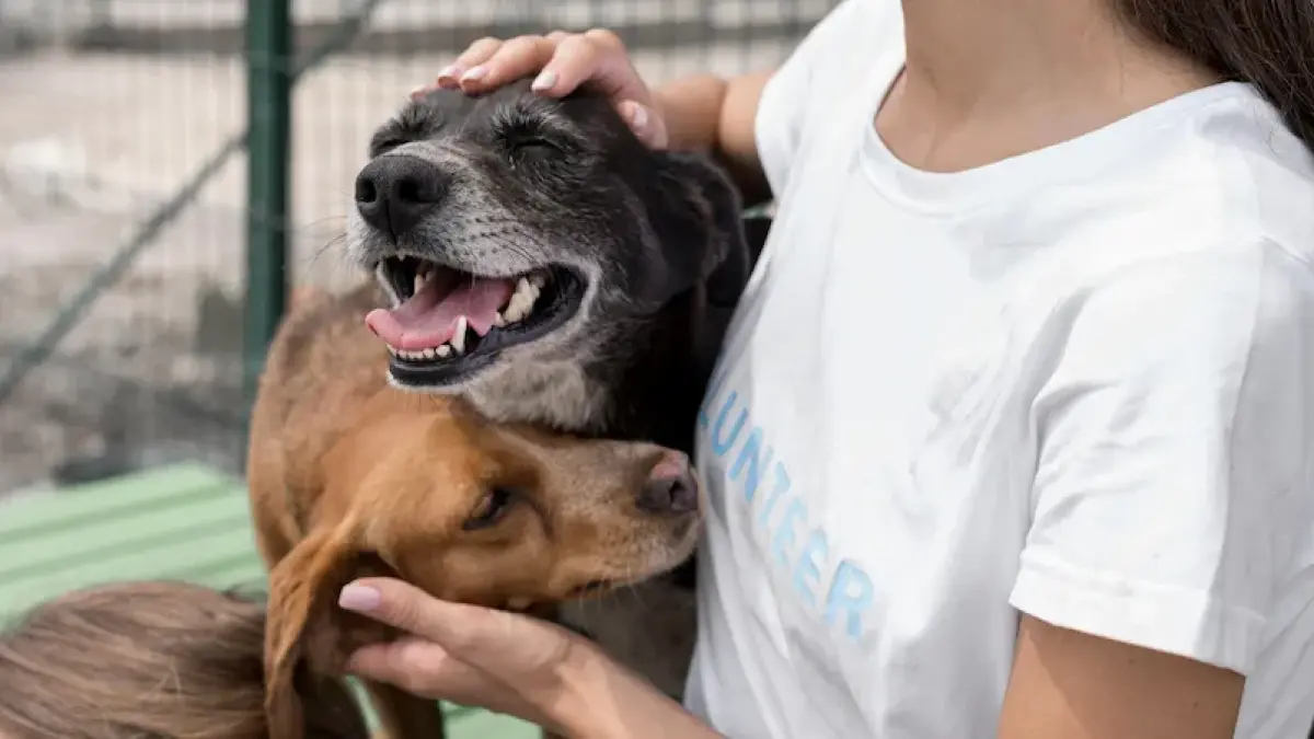 'Adopta Guayaquil' es la nueva página web para la adopción de animales ...