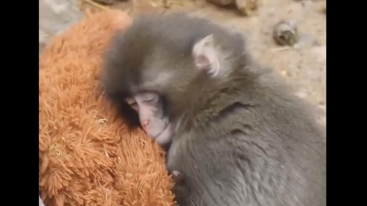 Punch, el pequeño mono bebé que busca consuelo en un peluche tras ser ...